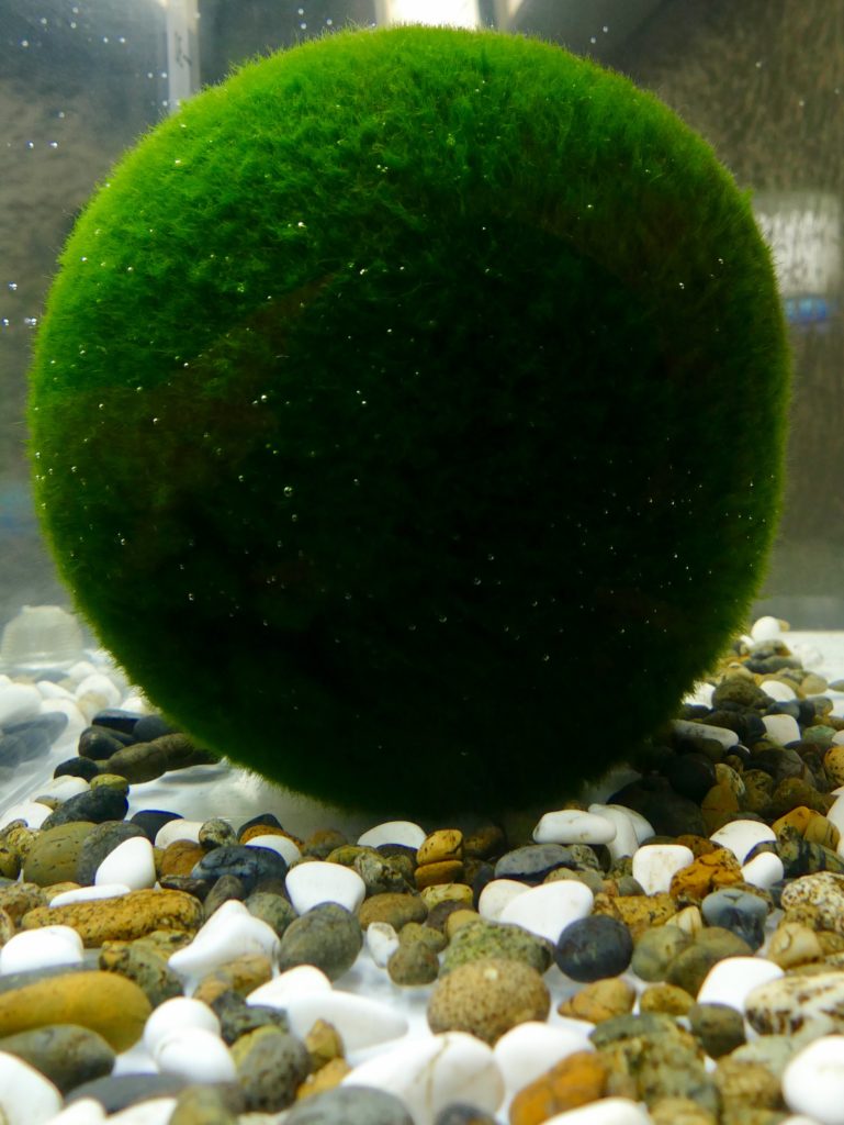 Akan’s green spheres: meet the marimo – Pelican Yoga