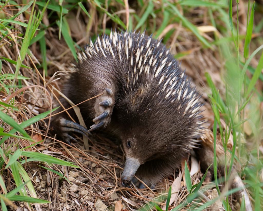 Uncommonly close animal encounters: echidna – Pelican Yoga