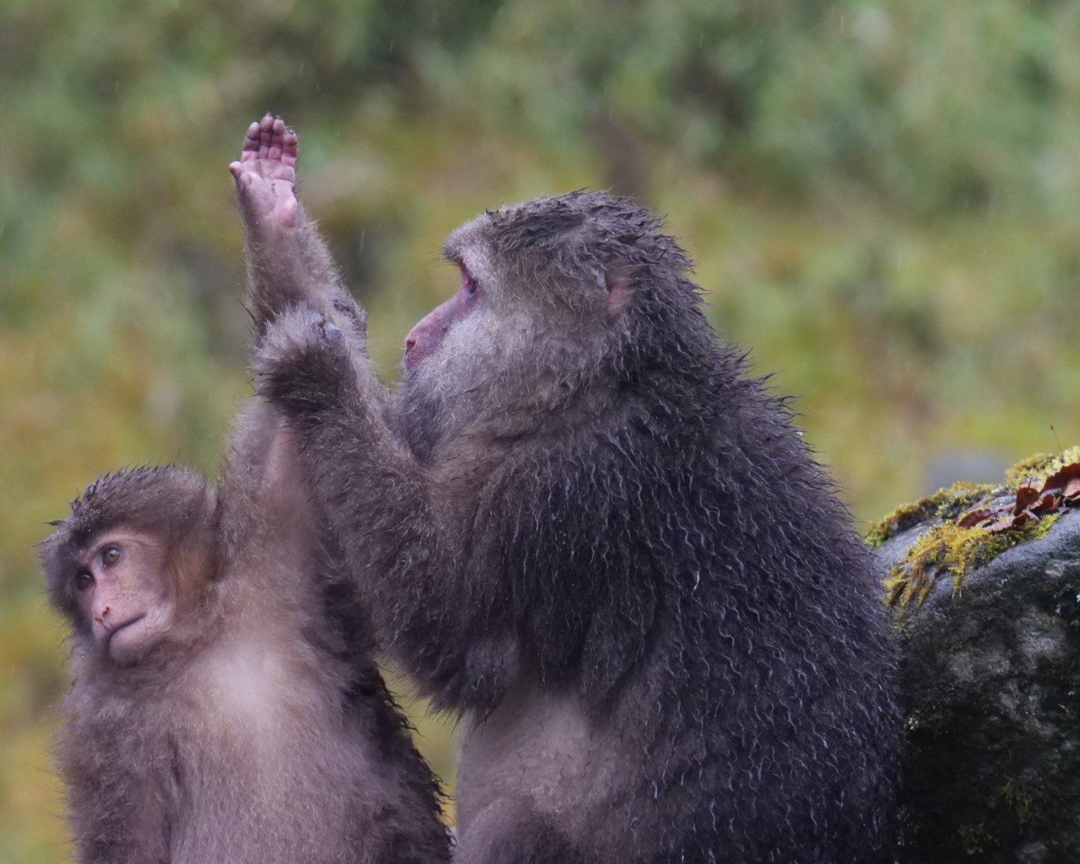 Tibetan Macaques (No 2 in Sichuan series) – Pelican Yoga