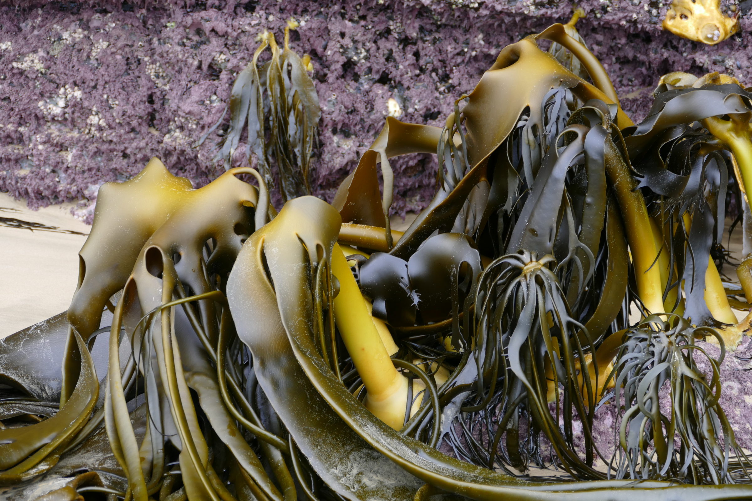 Intertidal: #11 in series (living kelp on “dry land”, Catlins Coast ...
